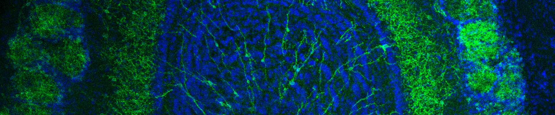 Kundan Sengupta - IISER Pune