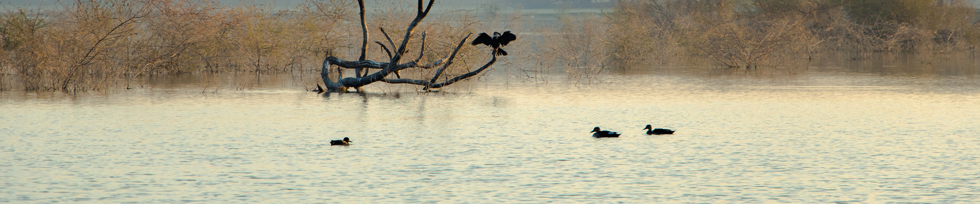 Bejoy K. Thomas - IISER Pune